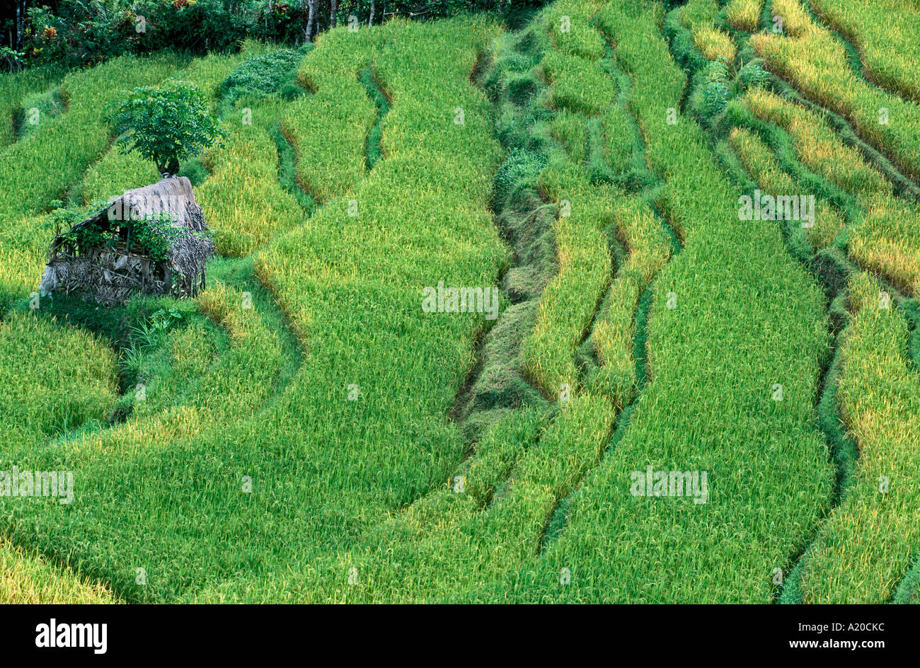 Rice fields north of Ubud Bali Indonesia Stock Photo - Alamy