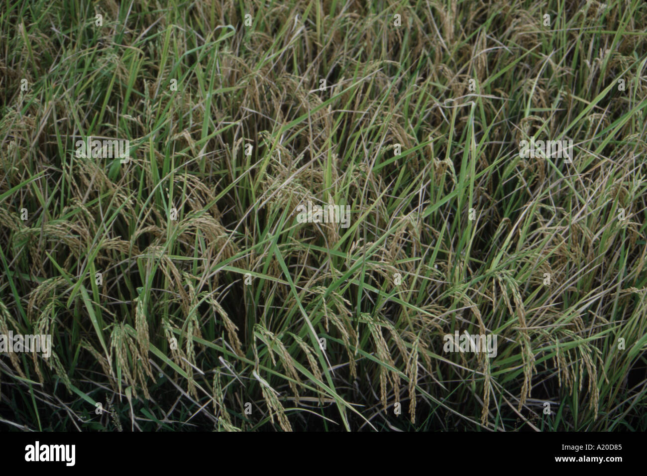 Field with ripening rice in the Philippines Stock Photo - Alamy