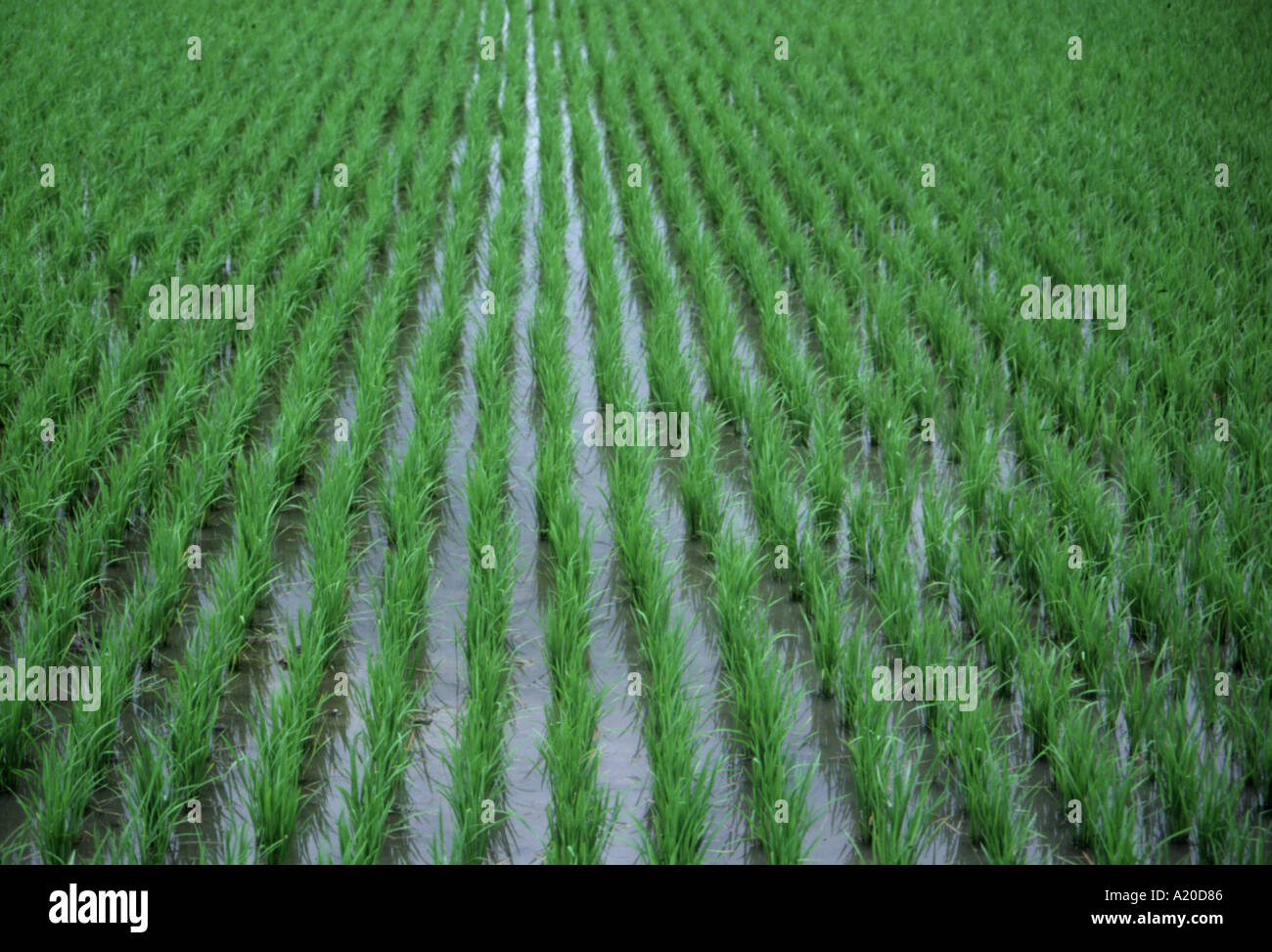 Farming filipino paddy field hi-res stock photography and images - Alamy