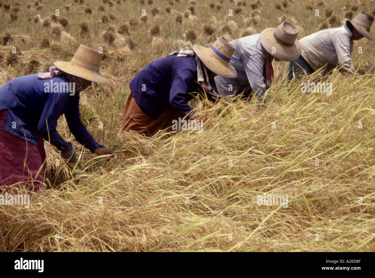 Harvesting rice is a shared activity between villagers in Thailand ...