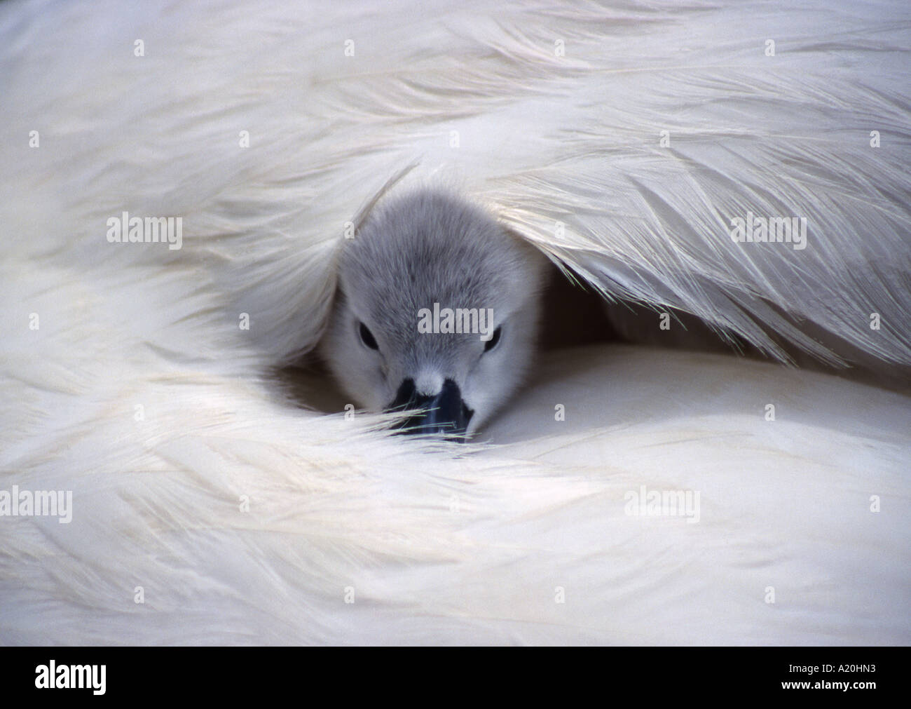 Under feathers white hi-res stock photography and images - Alamy