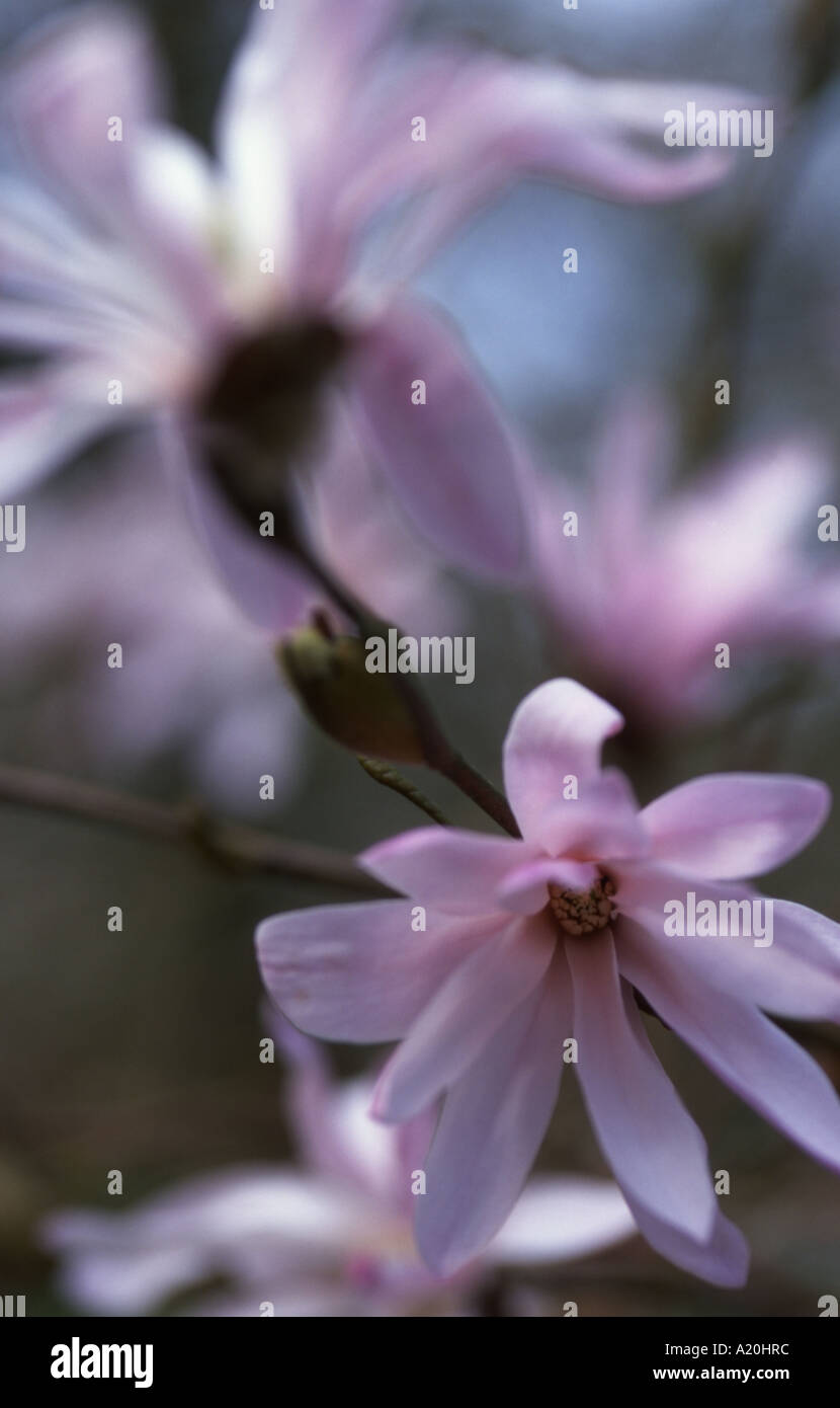 Magnolia stellata rosea hi-res stock photography and images - Alamy