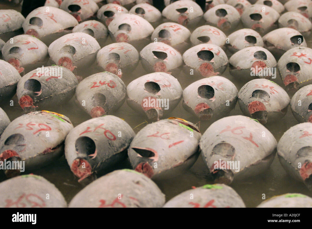 Frozen tuna lies awaiting inspection and auction at Tsukiji fish market ...