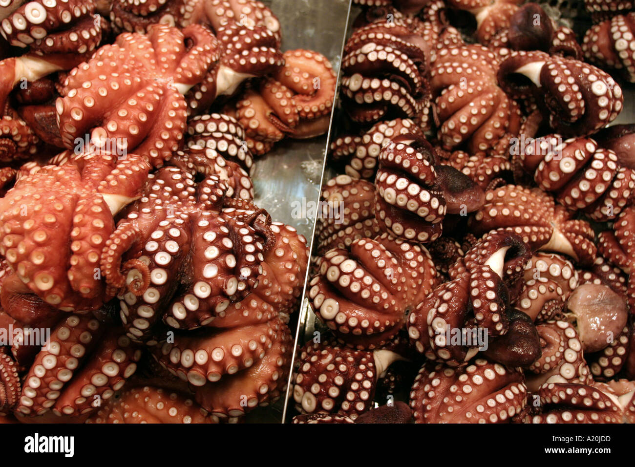 Octopus on sale at a stall in Tsukiji fish market, the worlds largest ...
