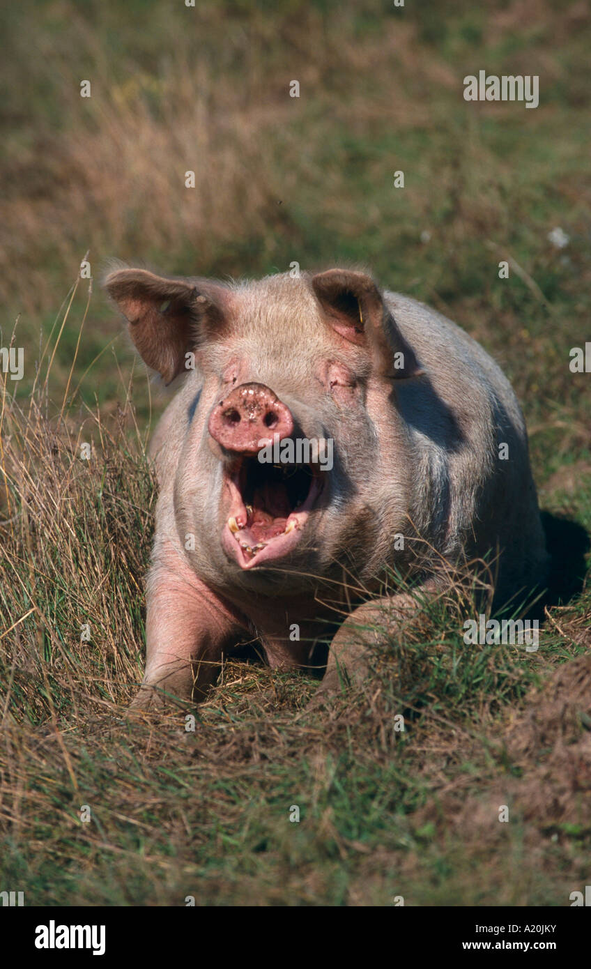 Domestic Pig Hausschwein Stock Photo - Alamy