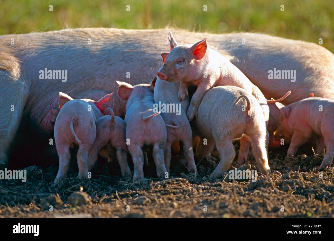 Domestic Pig Hausschwein Stock Photo - Alamy