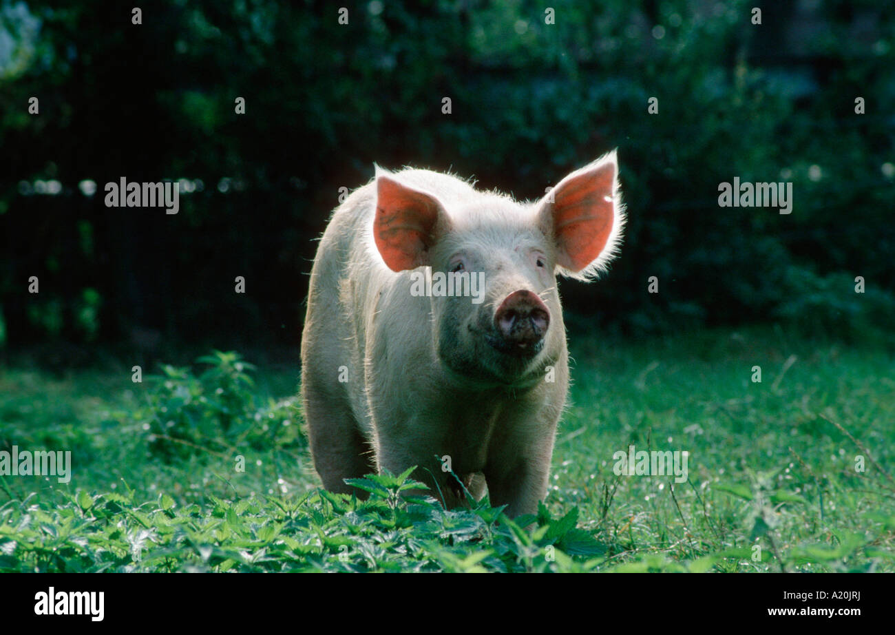 Domestic Pig Hausschwein Stock Photo - Alamy