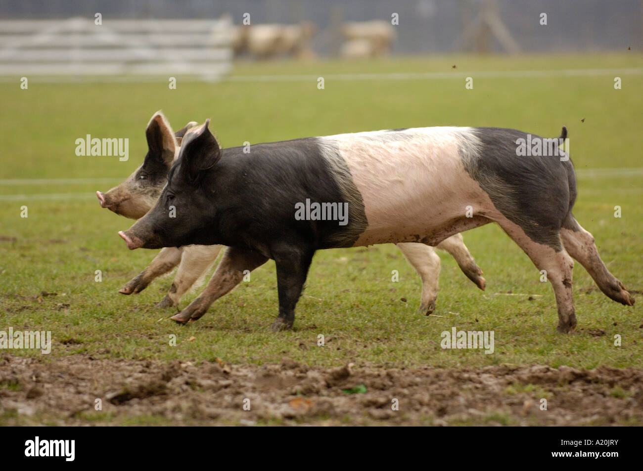 Domestic Pig Hausschwein Stock Photo - Alamy