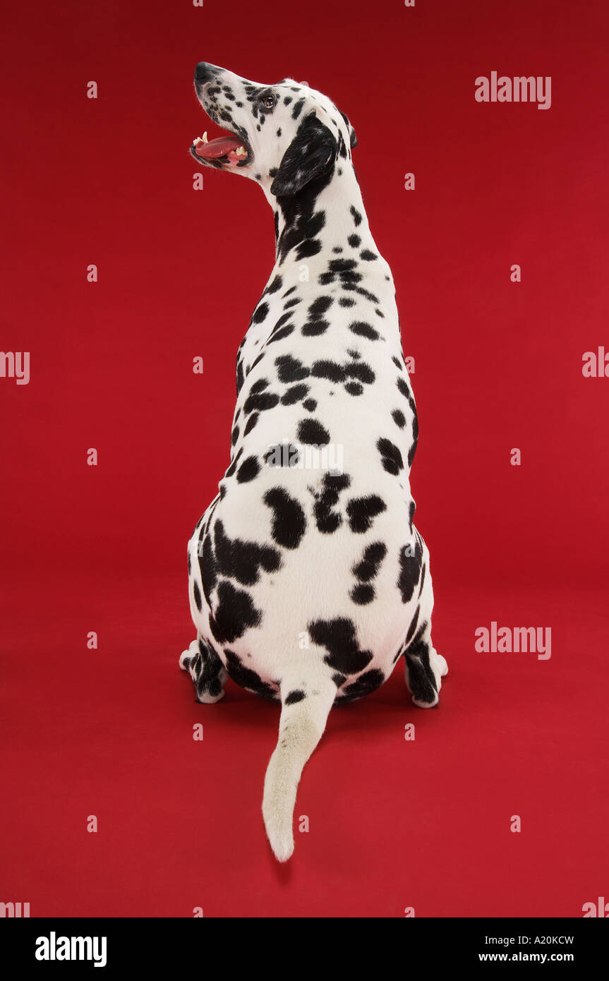 Dalmatian sitting, looking up, back view Stock Photo - Alamy