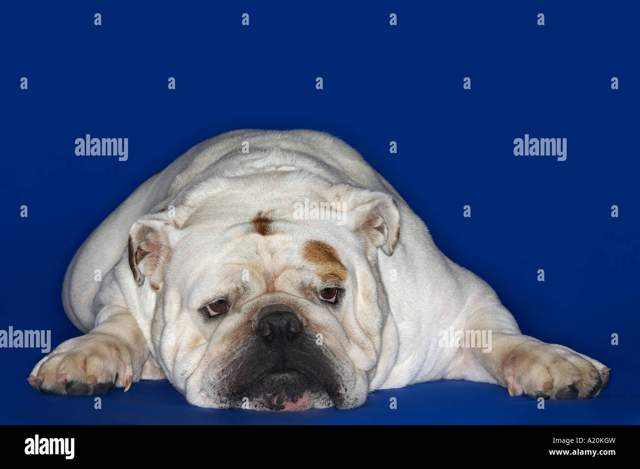 Bulldog, lying down, front view Stock Photo - Alamy