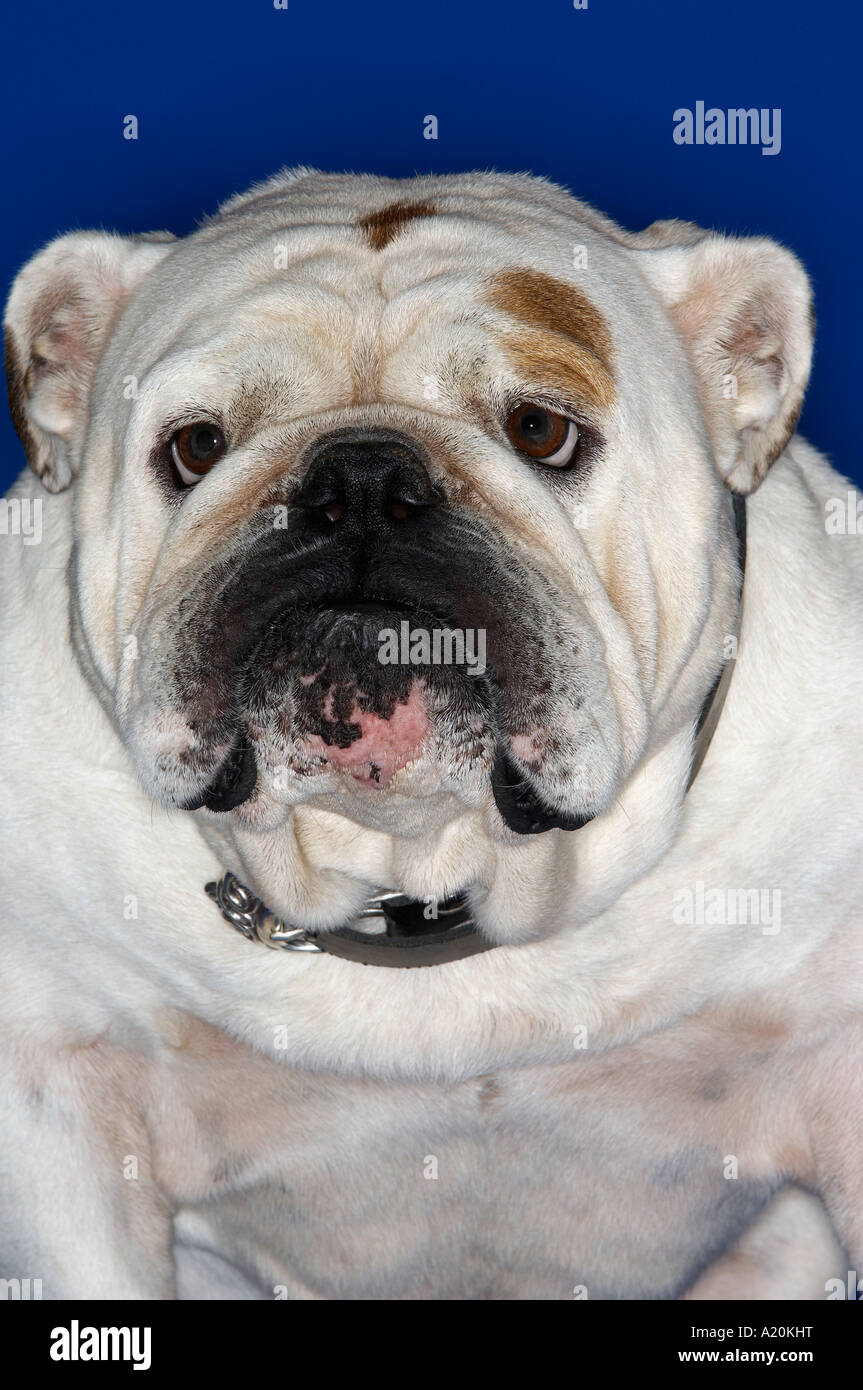 British bulldog cut out hi-res stock photography and images - Alamy