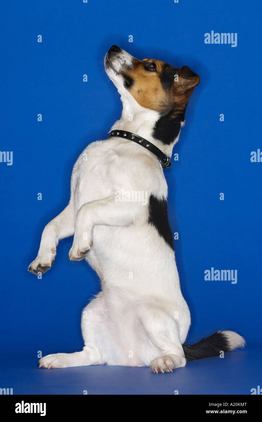 Jack Russell terrier sitting up, side view Stock Photo - Alamy