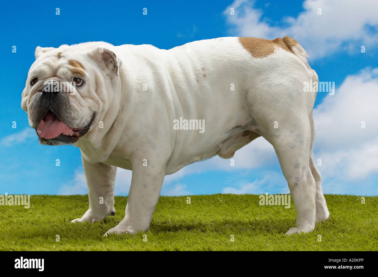 Bulldog, standing, side view Stock Photo - Alamy