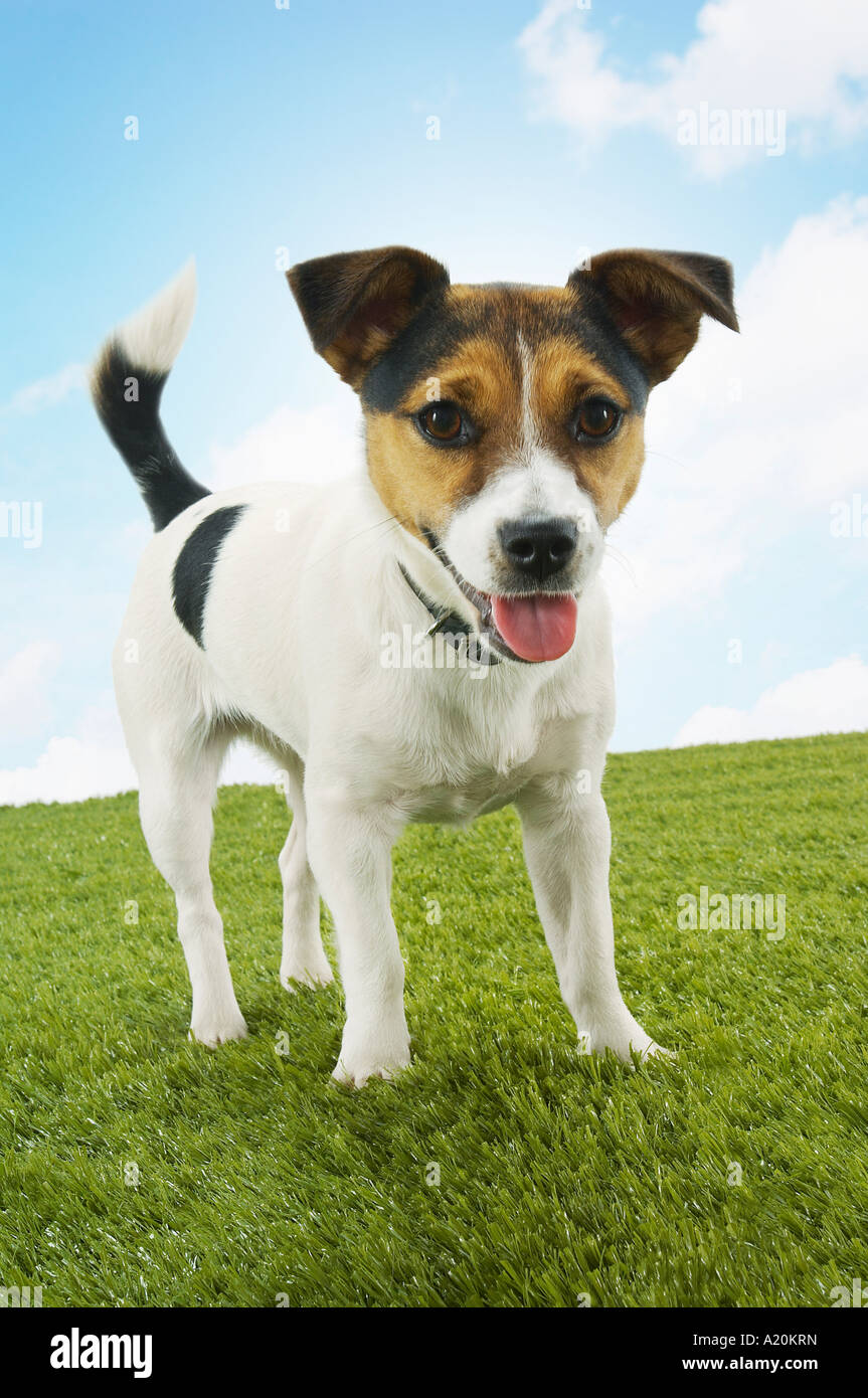 Jack Russell terrier, standing Stock Photo - Alamy