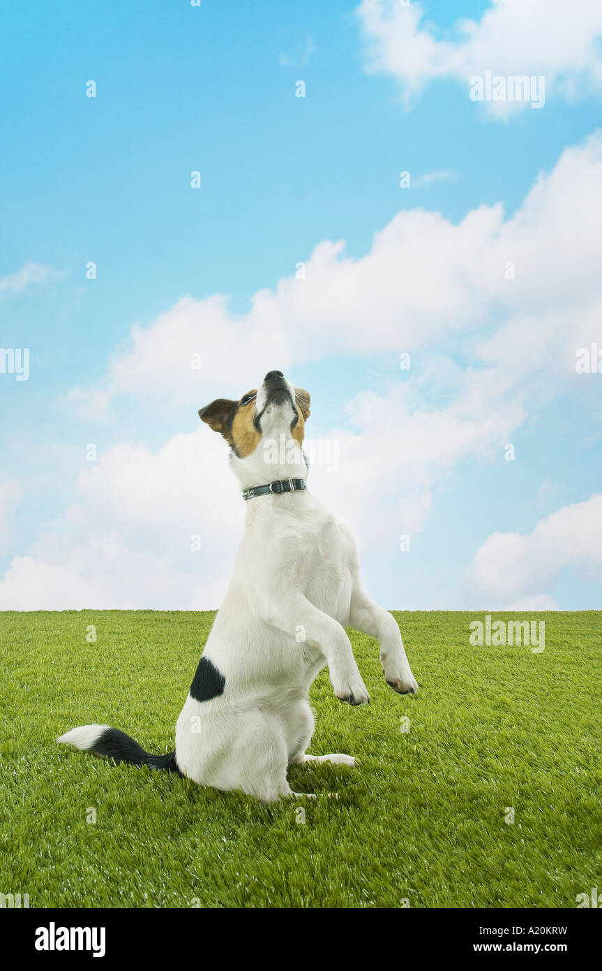 Jack Russell terrier standing on hind legs Stock Photo - Alamy