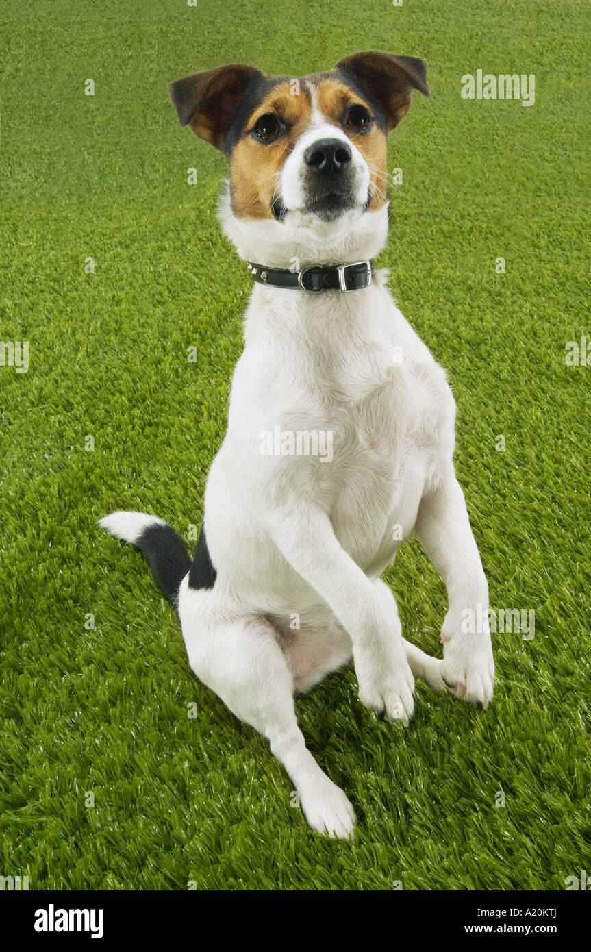 Jack russell terrier sitting up hi-res stock photography and images - Alamy