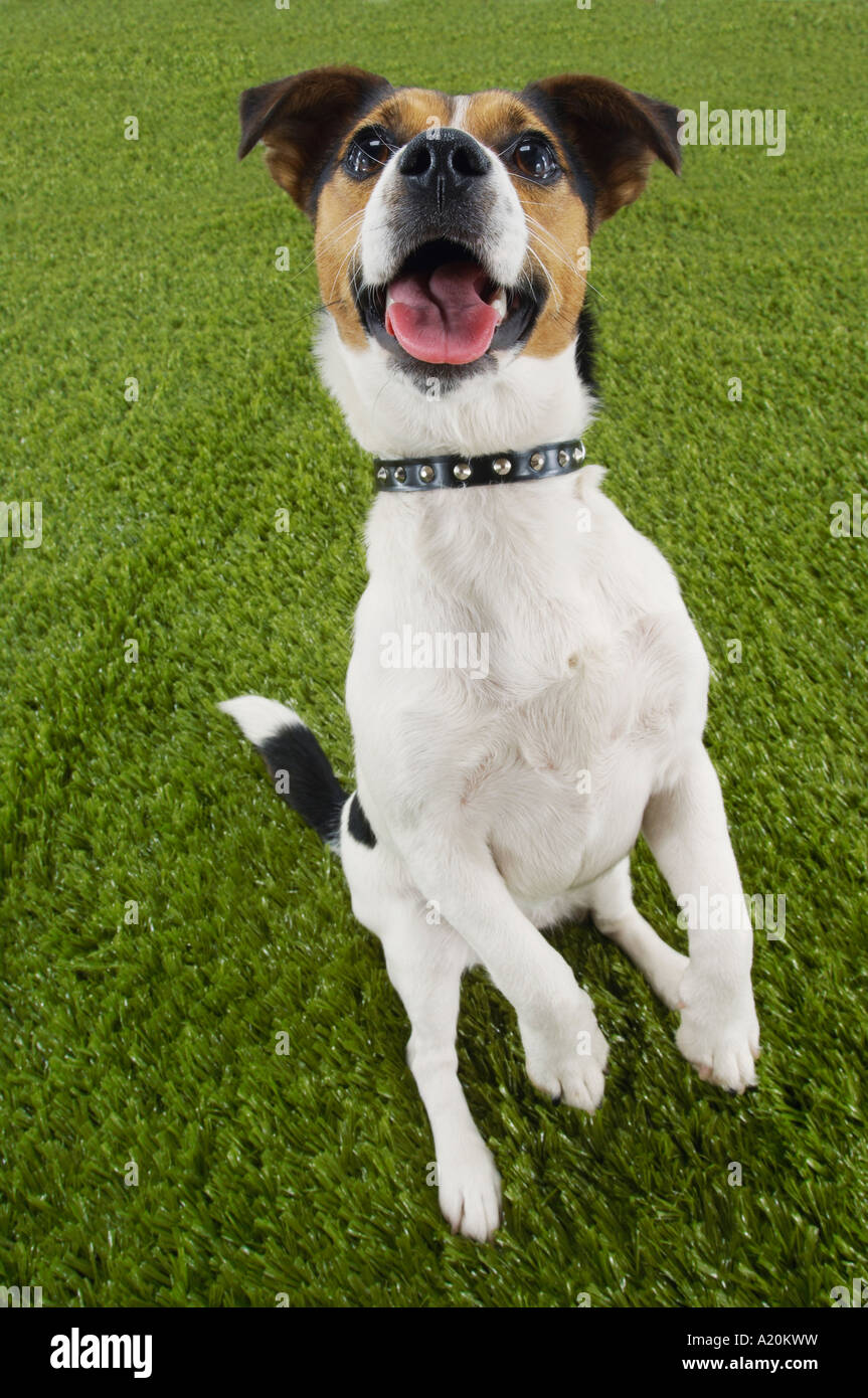 Jack Russell terrier sitting on hind legs, elevated view Stock Photo ...