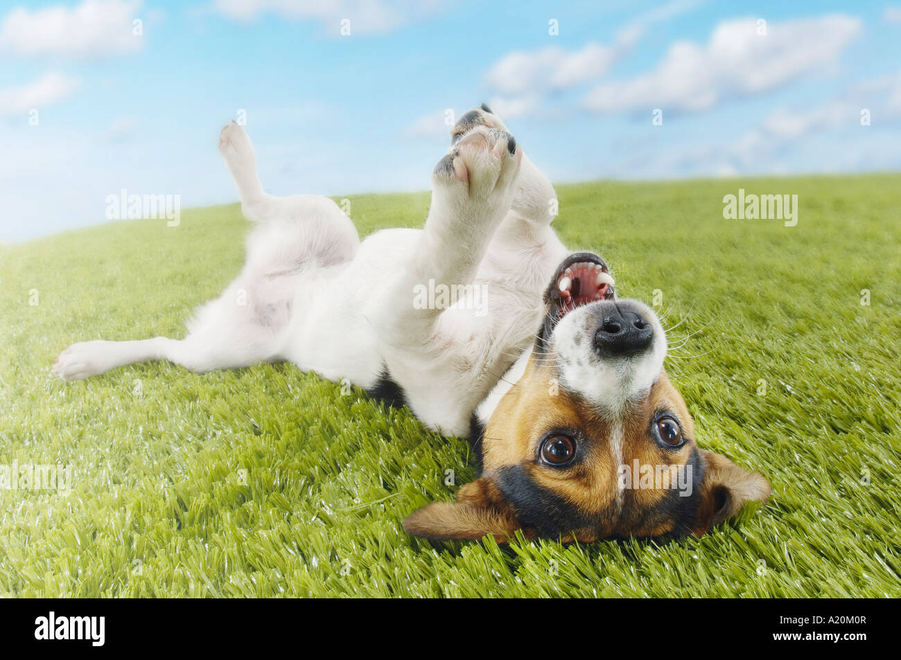 Jack Russell terrier lying on back in grass extending paw Stock Photo ...