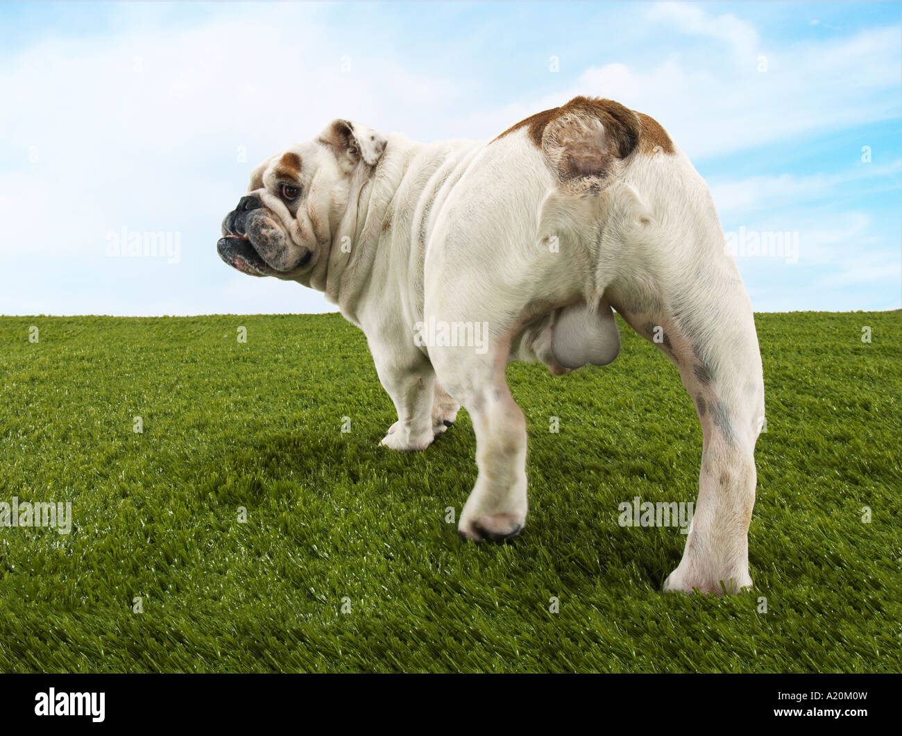 Male bulldog standing, back view Stock Photo - Alamy