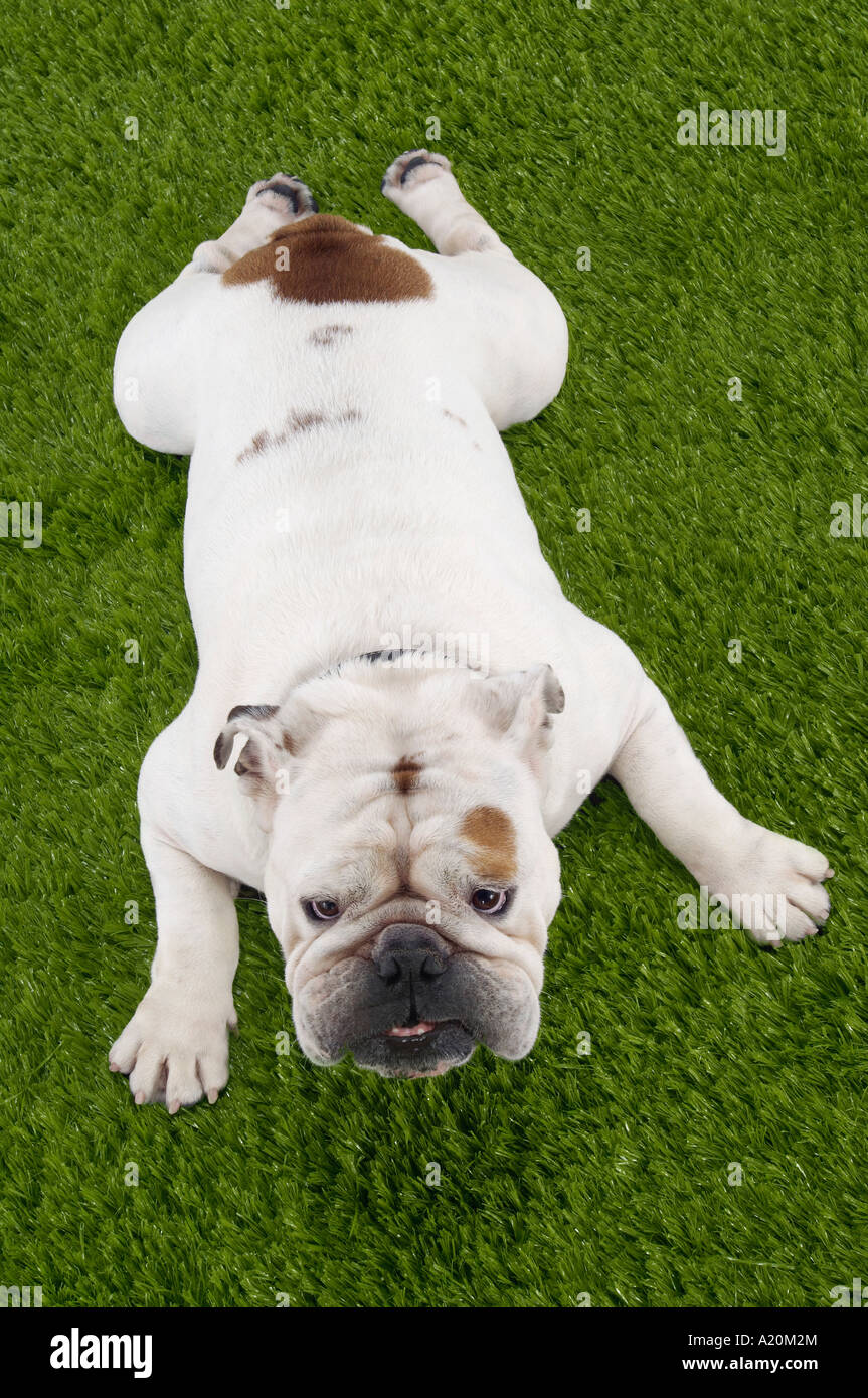 Bulldog lying down, head up, elevated view Stock Photo - Alamy