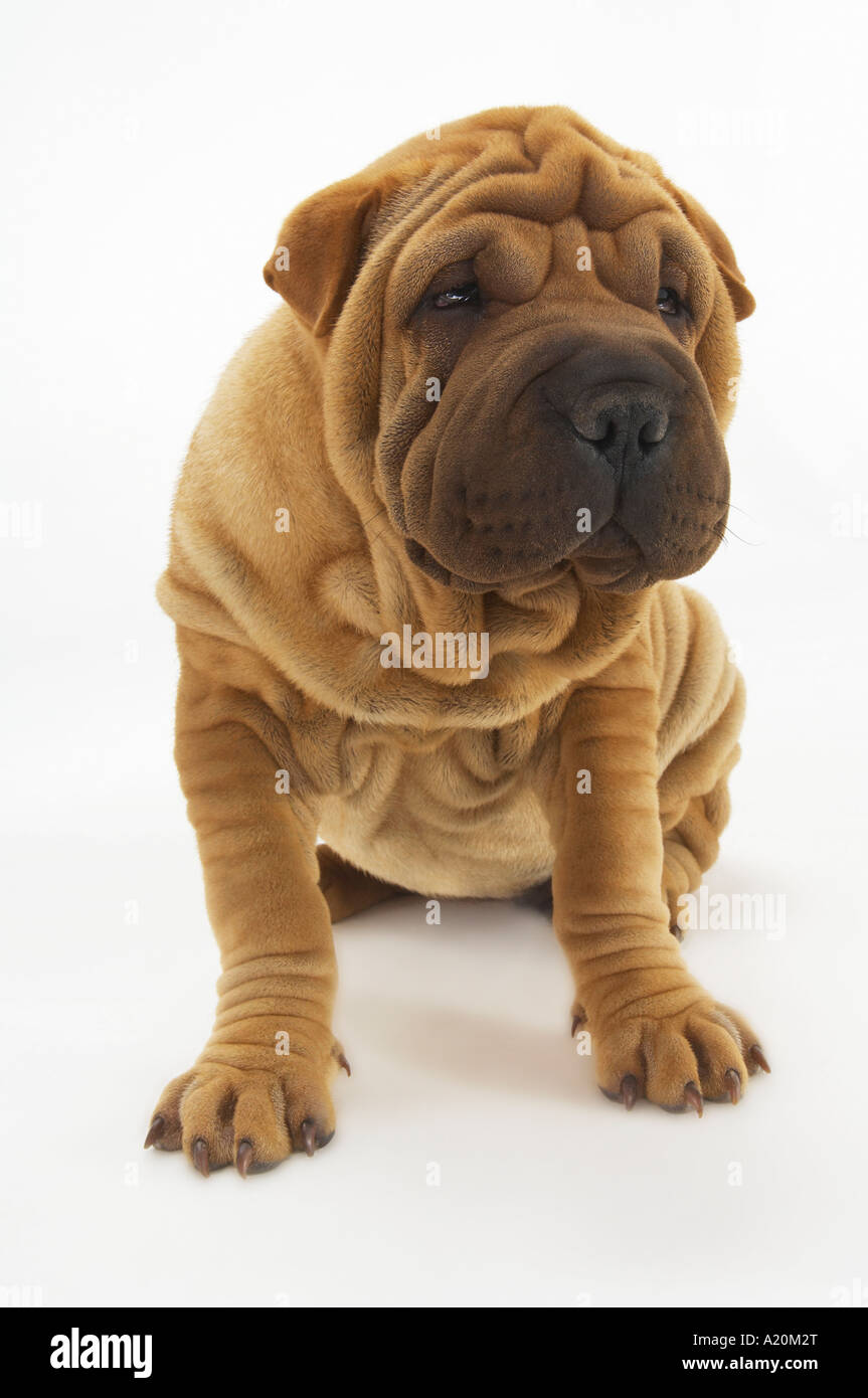 Shar pei dog hi-res stock photography and images - Alamy