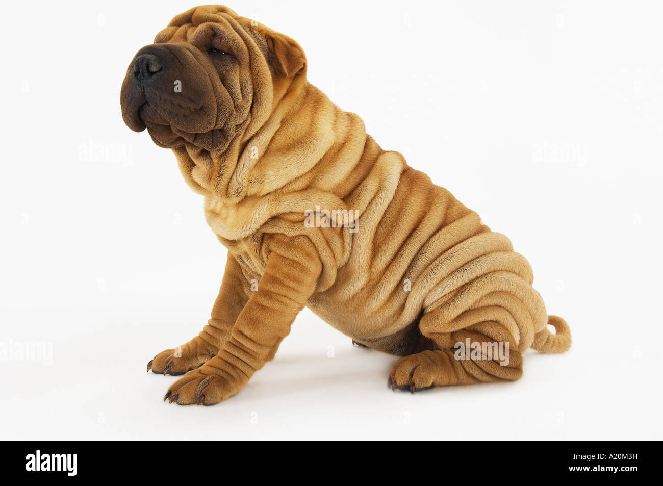 Shar-pei sitting, side view Stock Photo - Alamy