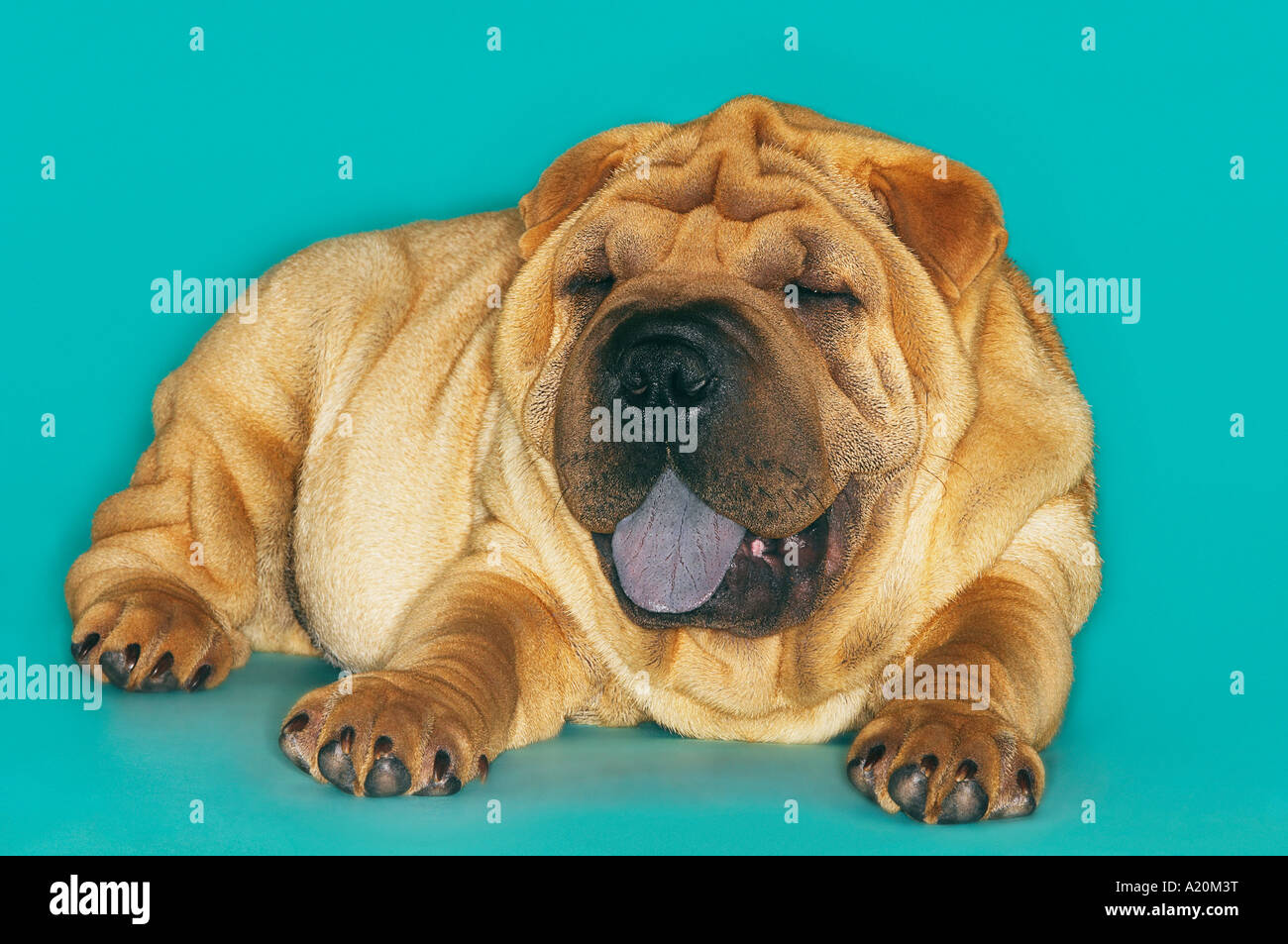 Shar pei tongue hi-res stock photography and images - Alamy