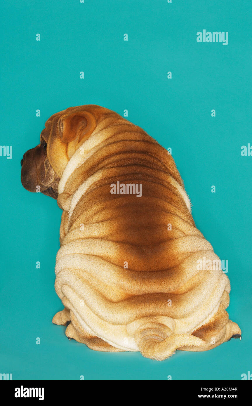Shar-pei sitting, back view Stock Photo - Alamy