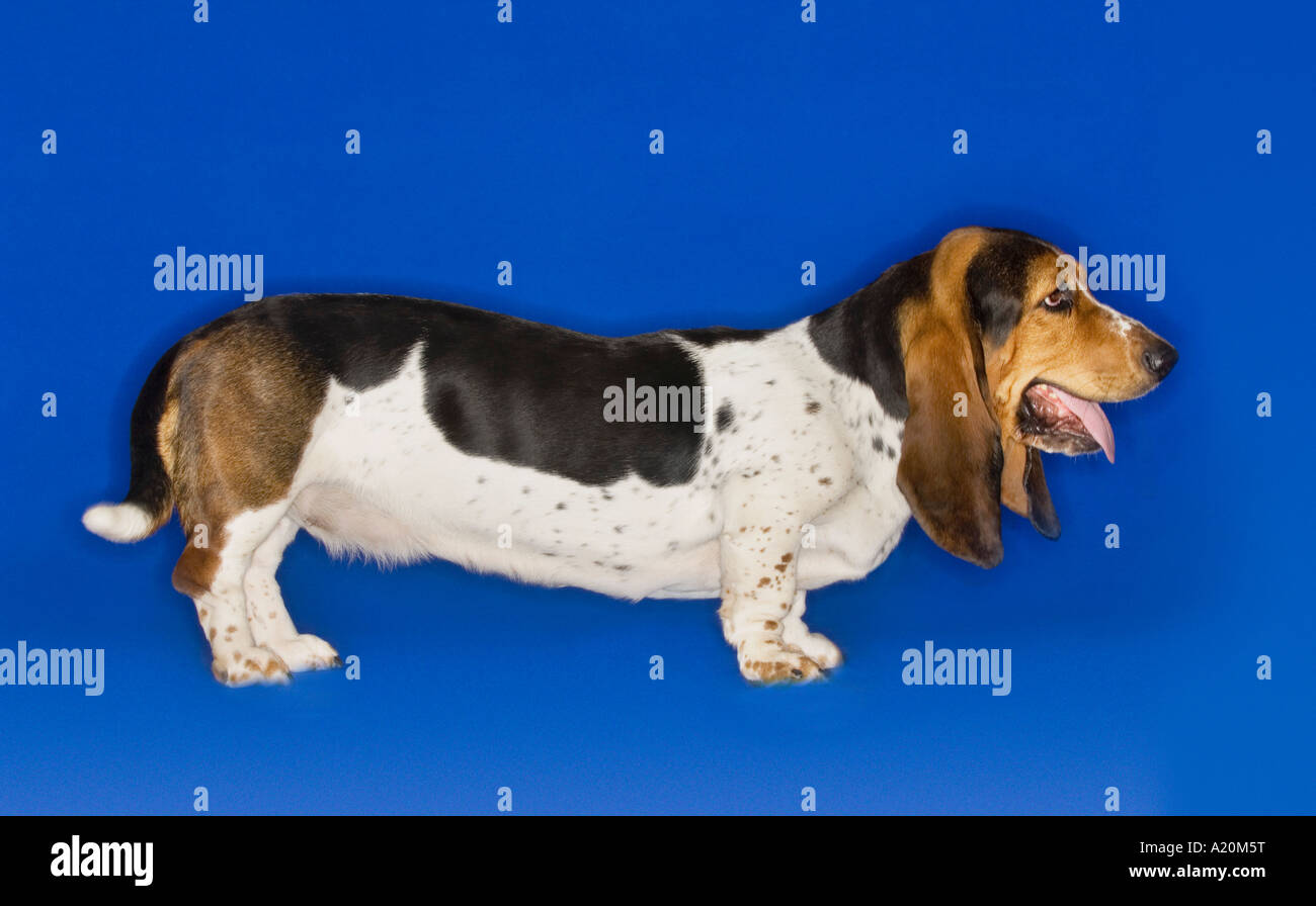 Basset hound standing, side view Stock Photo - Alamy
