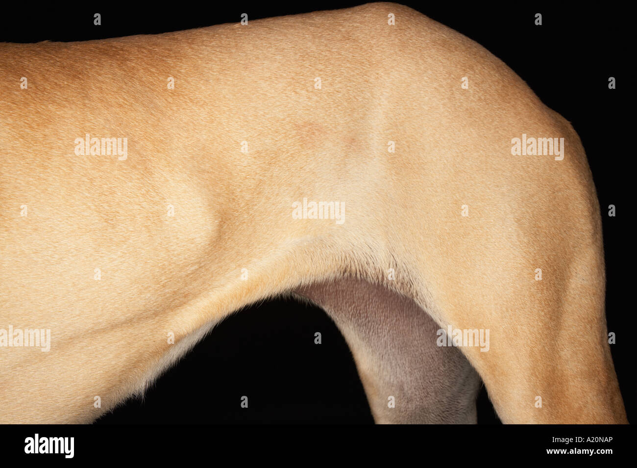 Dog, hindquarters, detail Stock Photo - Alamy