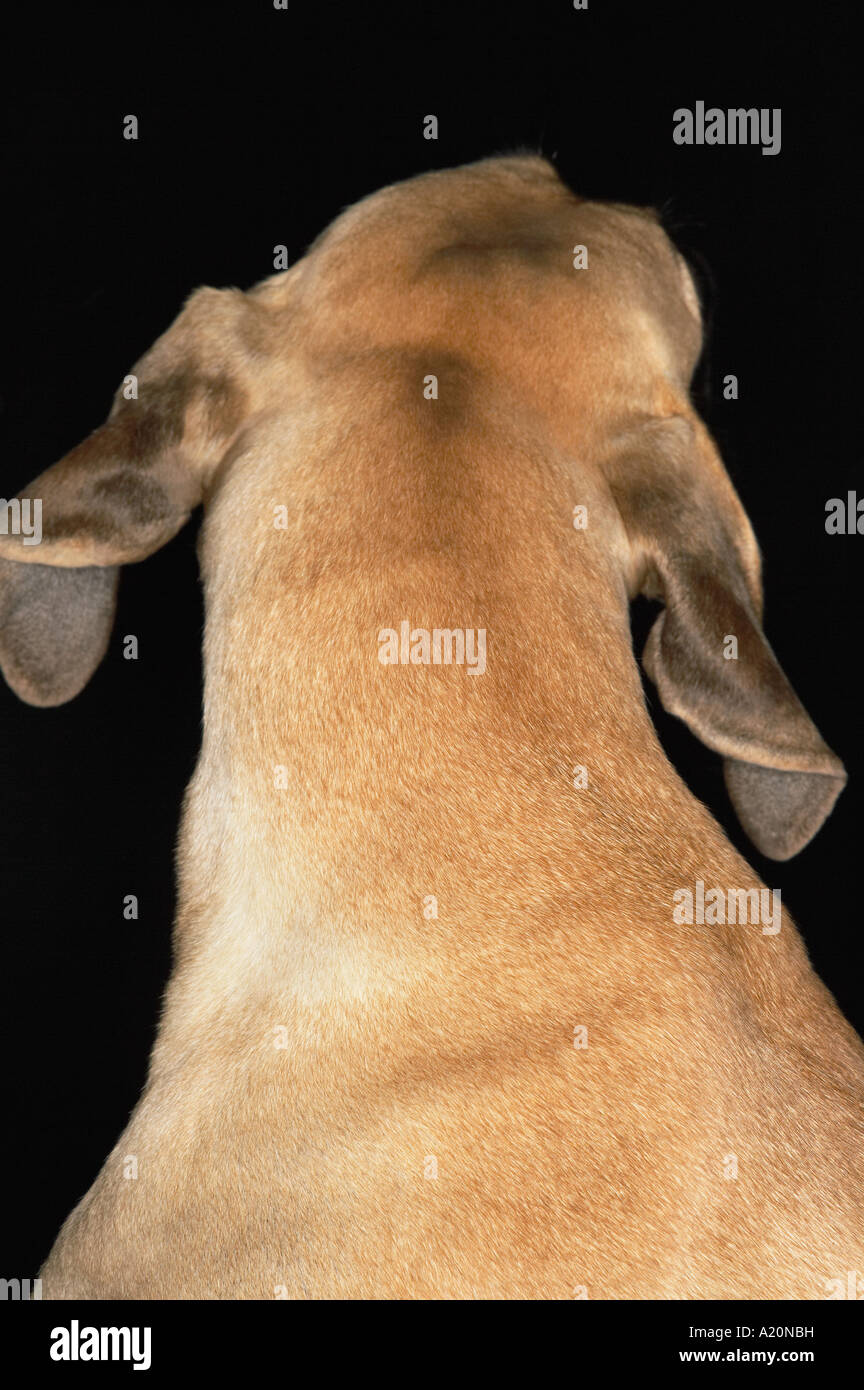 Brazilian mastiff (Fila brasileiro), close-up, back view Stock Photo ...