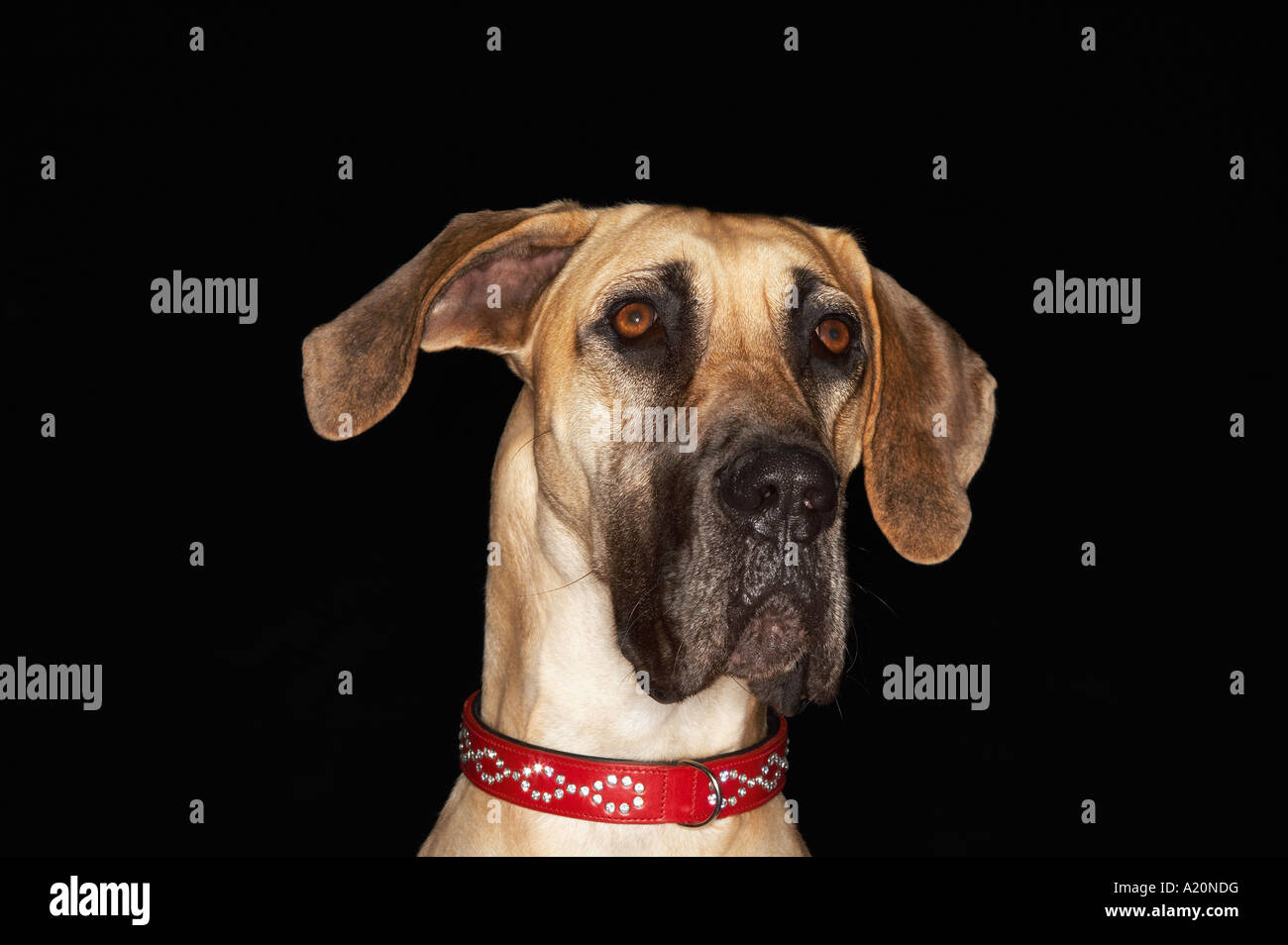 Brazilian mastiff (Fila brasileiro), close-up Stock Photo - Alamy