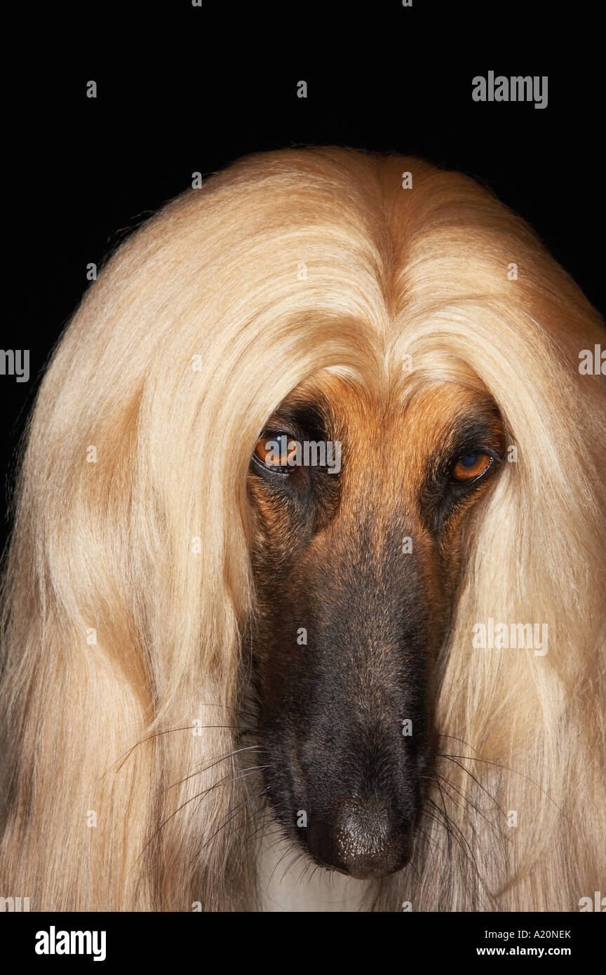 Afghan hound hair hi-res stock photography and images - Alamy