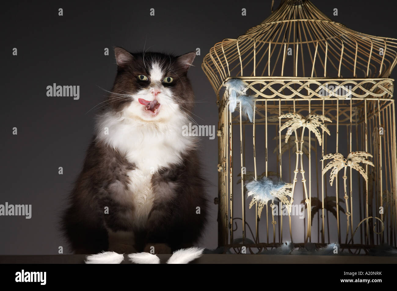Licking chops hi-res stock photography and images - Alamy