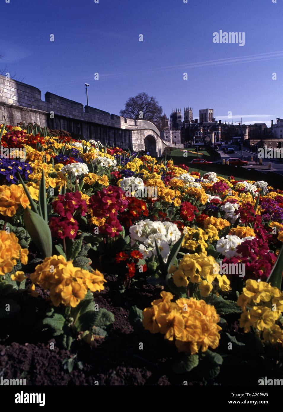 York City Walls England and spring flowers with the Minster in the ...