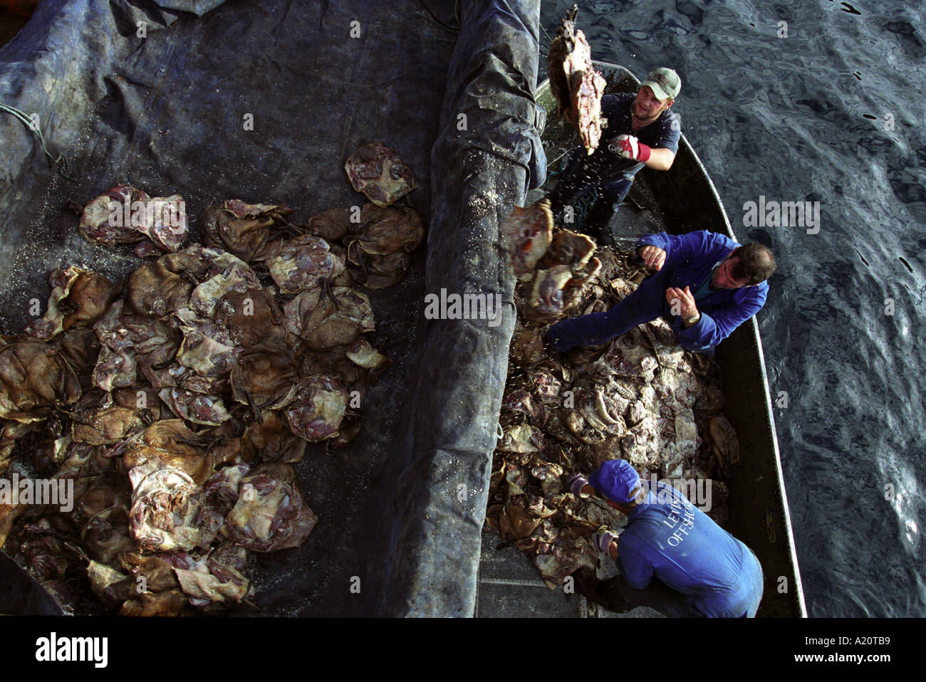 Guga hunt hi-res stock photography and images - Alamy