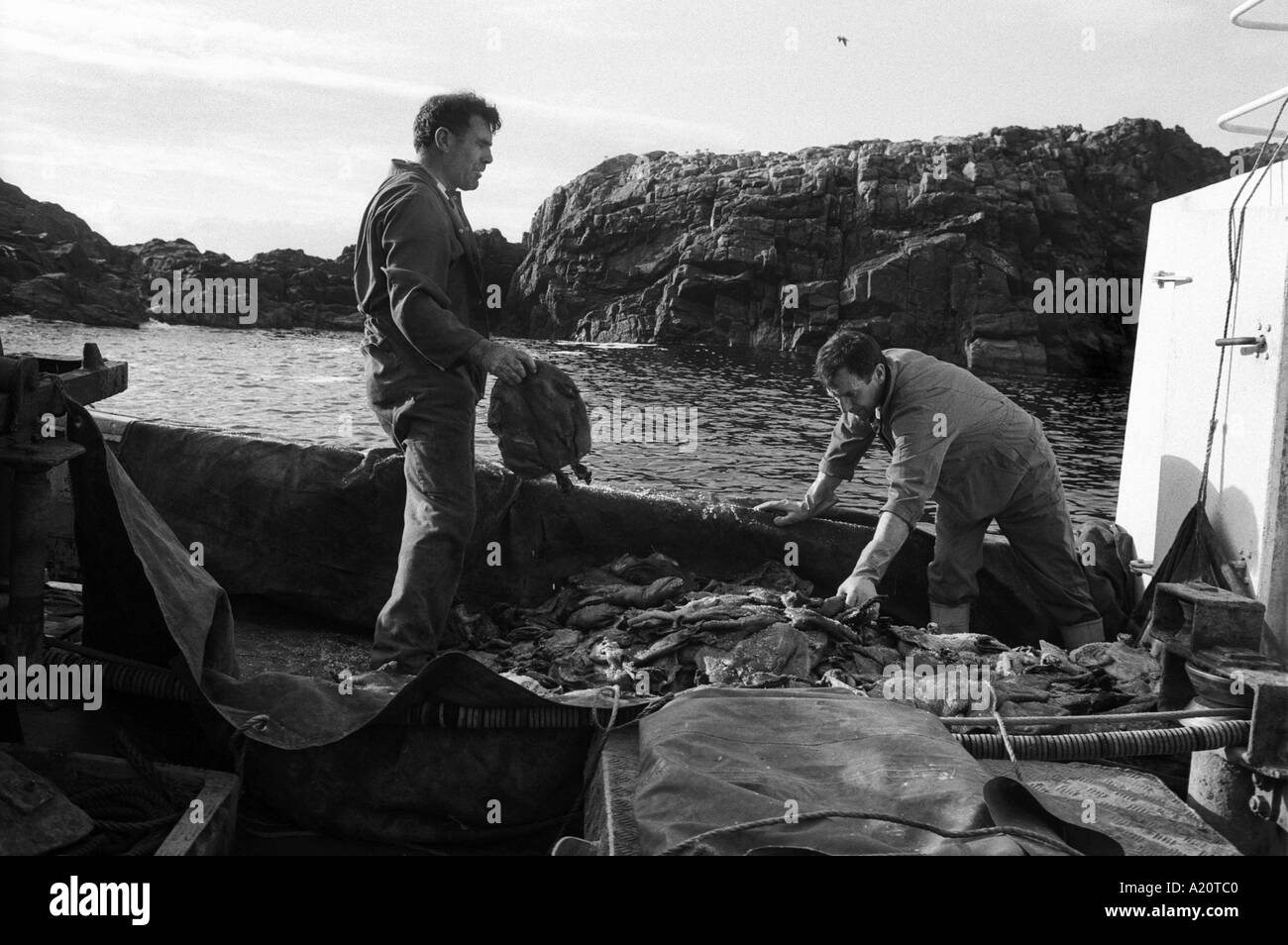 Gannet hunt Black and White Stock Photos & Images - Alamy