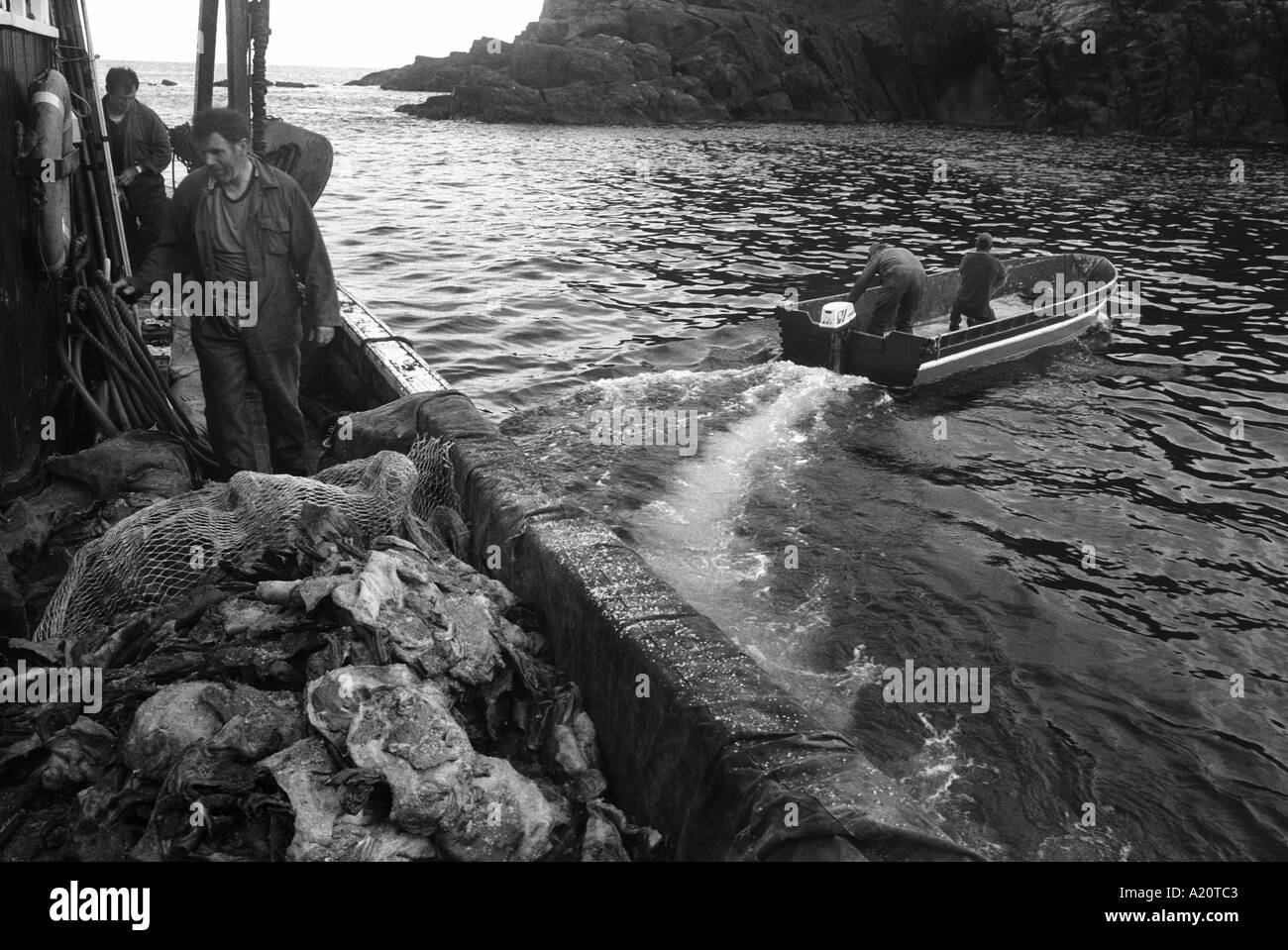 Men harvesting guga young gannets on Sula Sgeir rocky island, Scotland ...