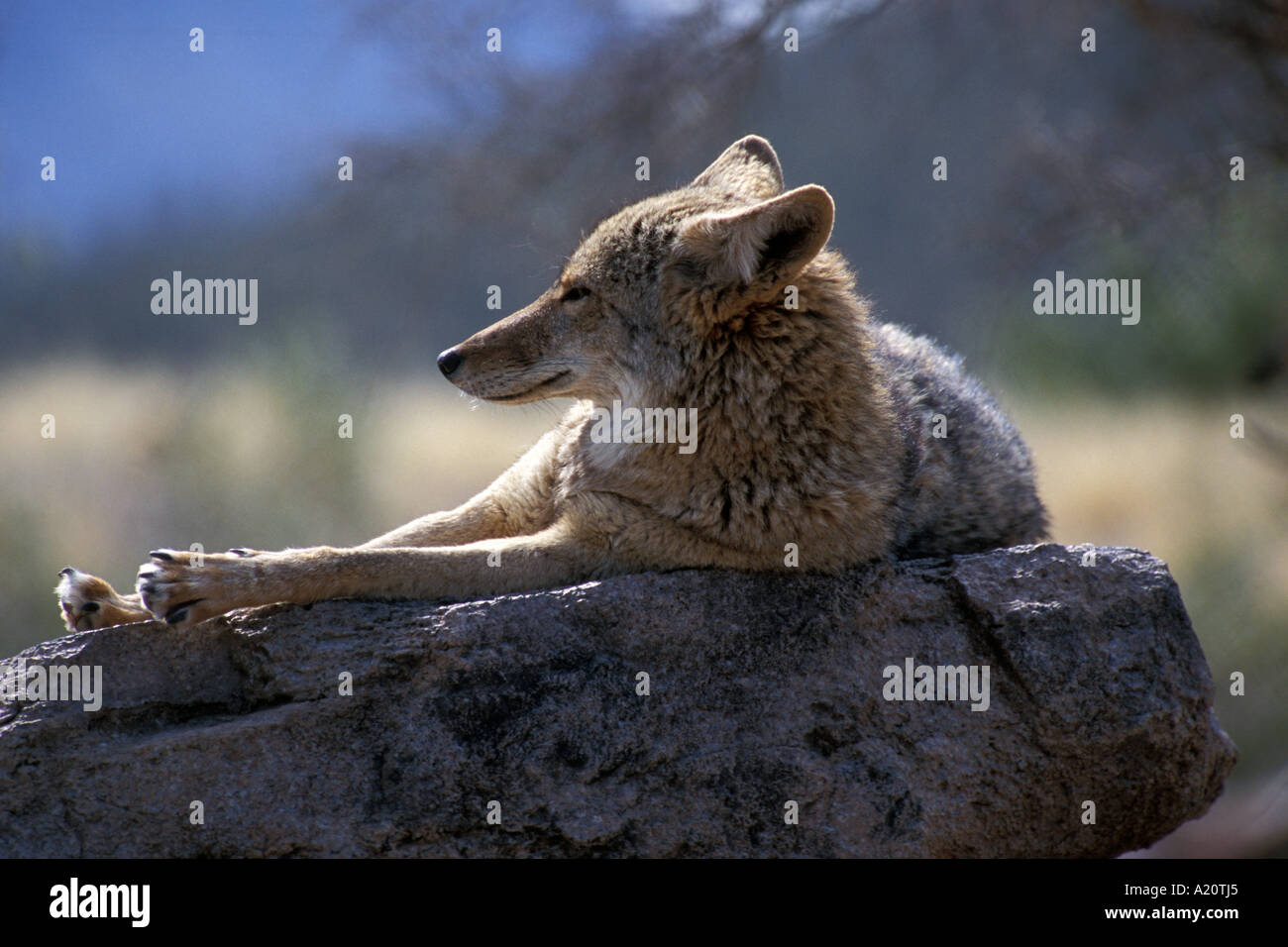 Coyote Basking in the Sun at Sonora Desert Museum in Arizona Stock ...