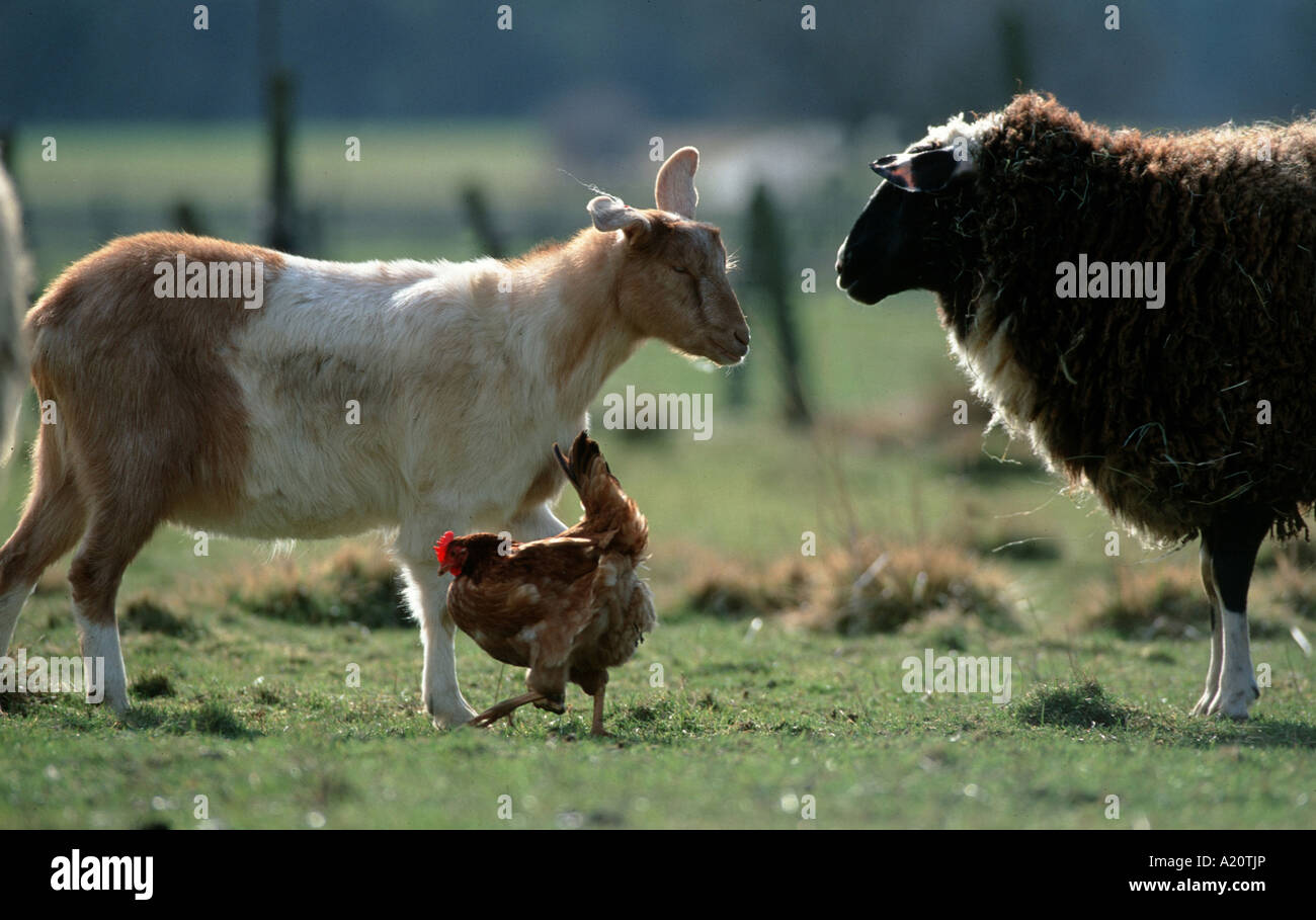 Goat, Chicken and Sheep Stock Photo - Alamy