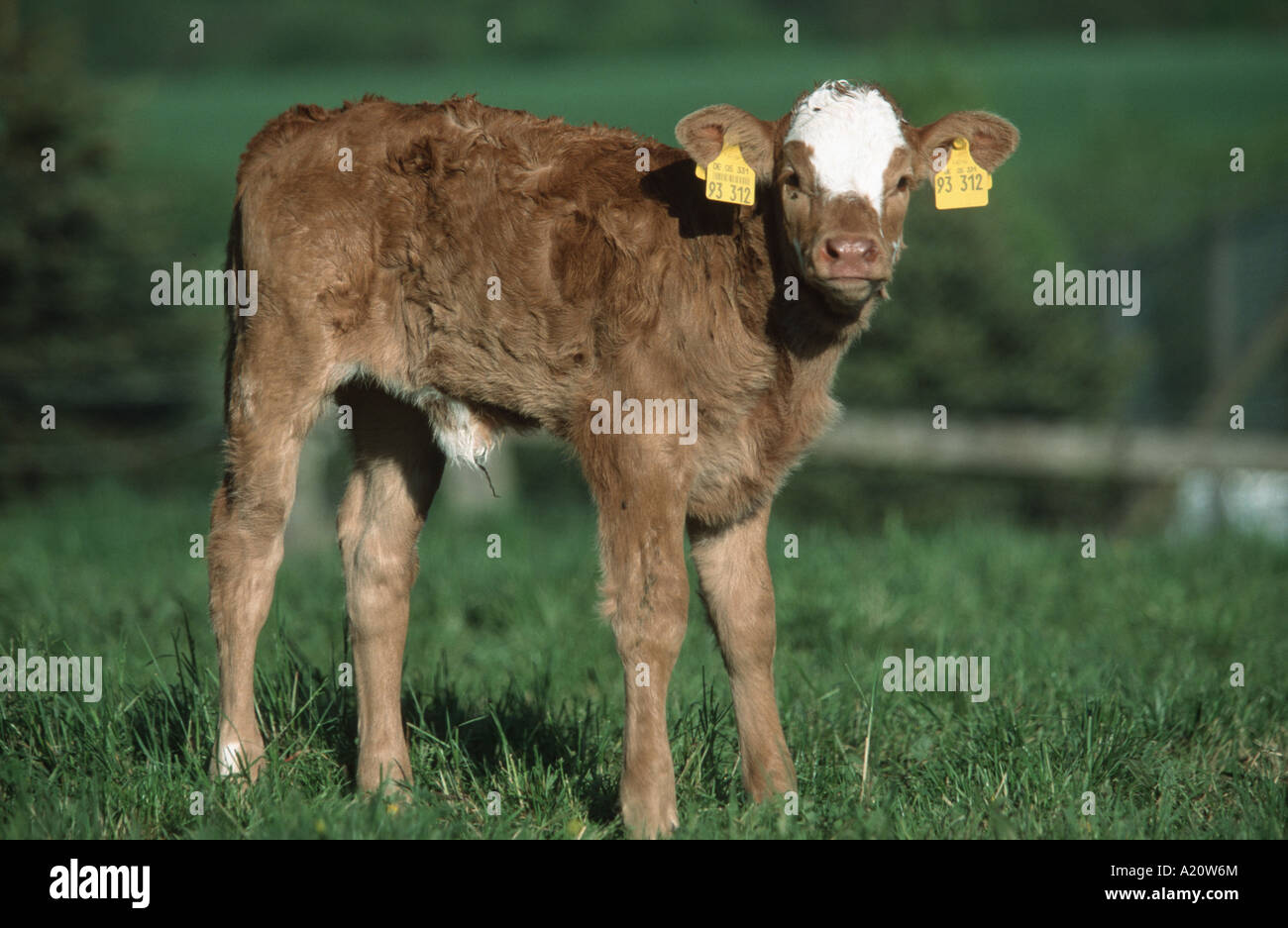 Hausrind Domestic Cattle Stock Photo - Alamy
