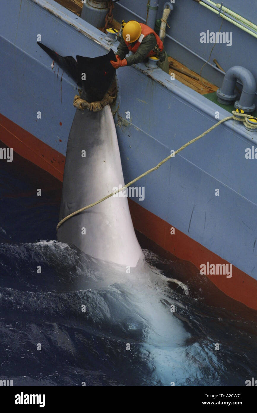 Whale catcher ships hi-res stock photography and images - Alamy