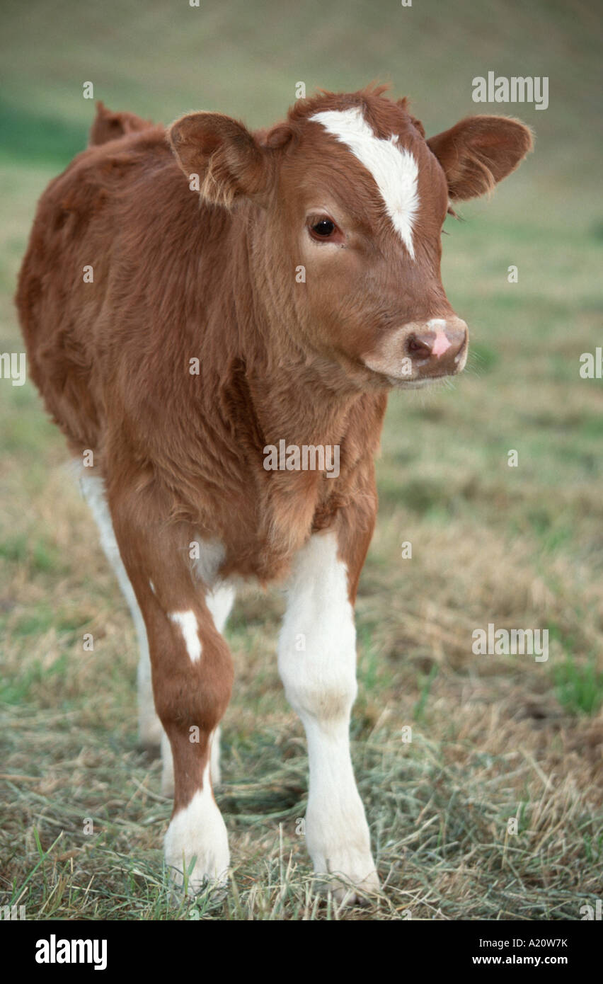Hausrind Domestic Cattle Stock Photo - Alamy