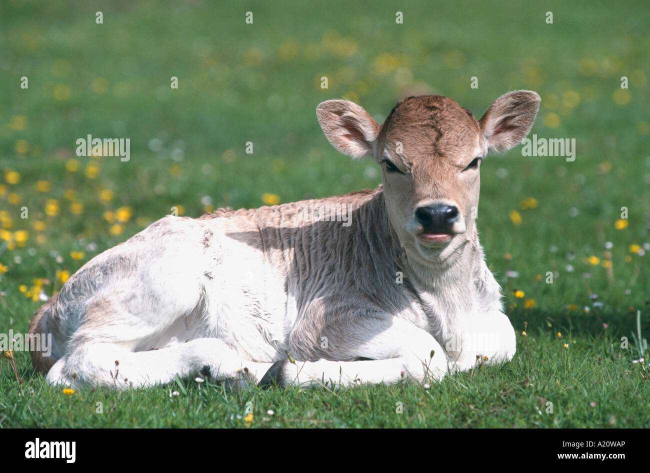 Rind Hausrind Beef Cattle Stock Photo - Alamy