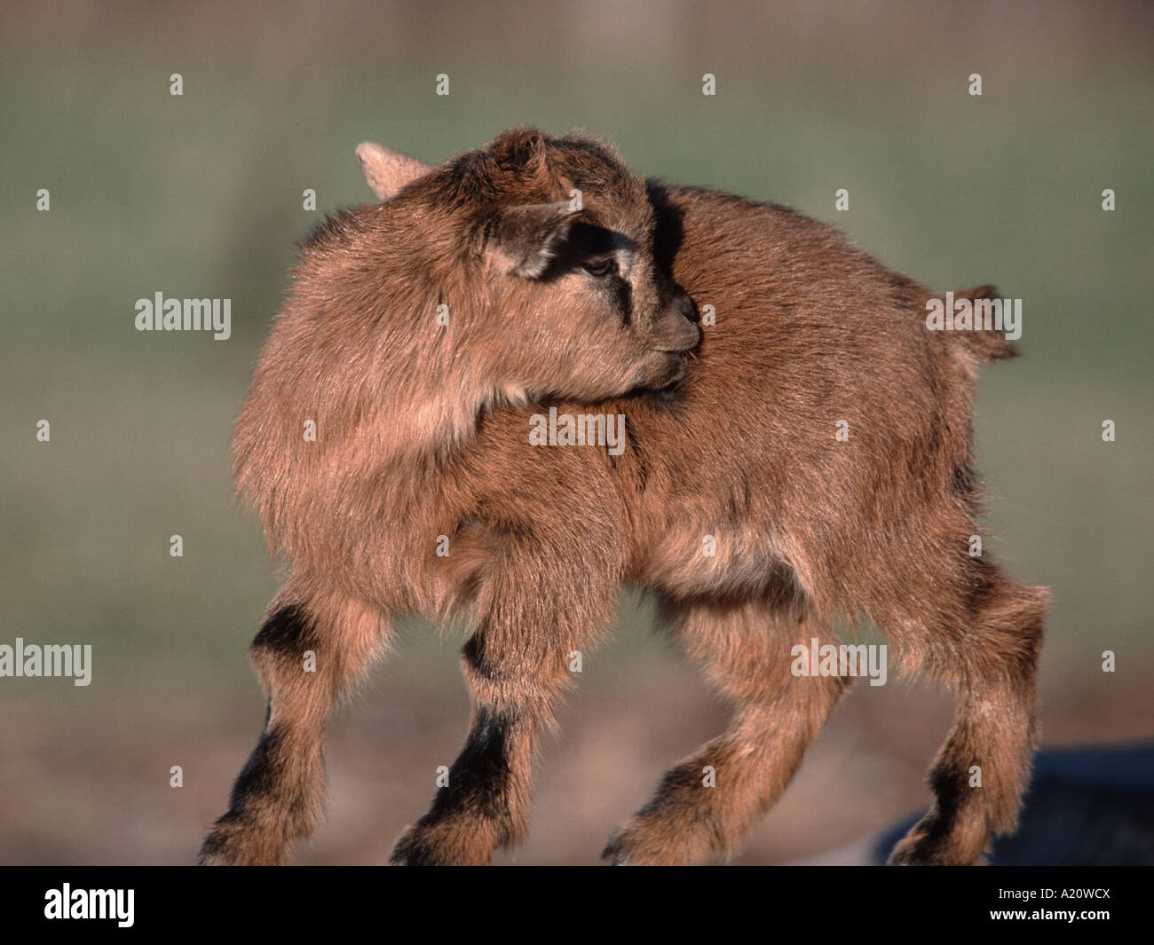 Cameroon goats hi-res stock photography and images - Alamy
