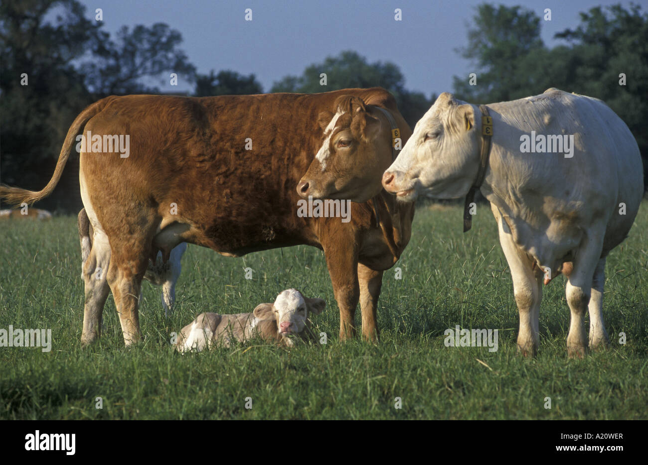 Milchkuh kalb hi-res stock photography and images - Alamy