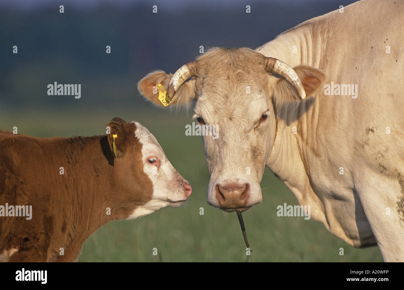Milchkuh kalb hi-res stock photography and images - Alamy