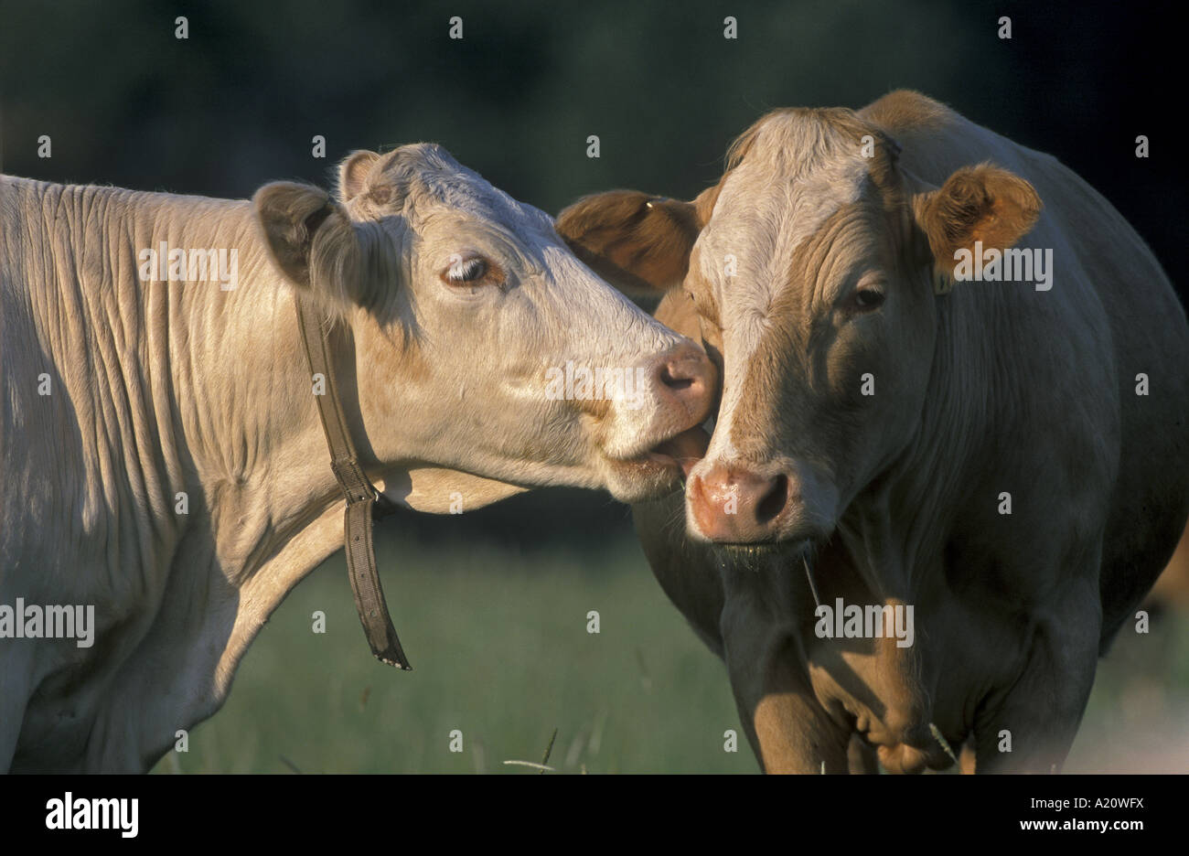 Rindvieh cattle hi-res stock photography and images - Alamy
