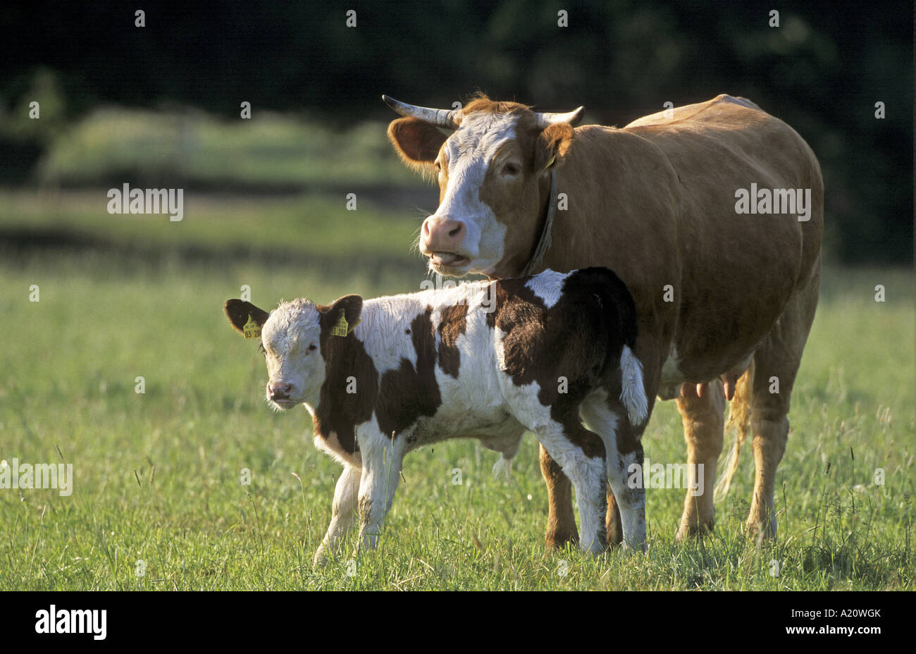 Milchkuh Deutschland European Milk Cow Germany Stock Photo - Alamy