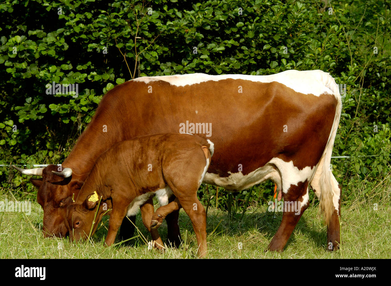 Milchkuh Deutschland European Milk Cow Germany Stock Photo - Alamy